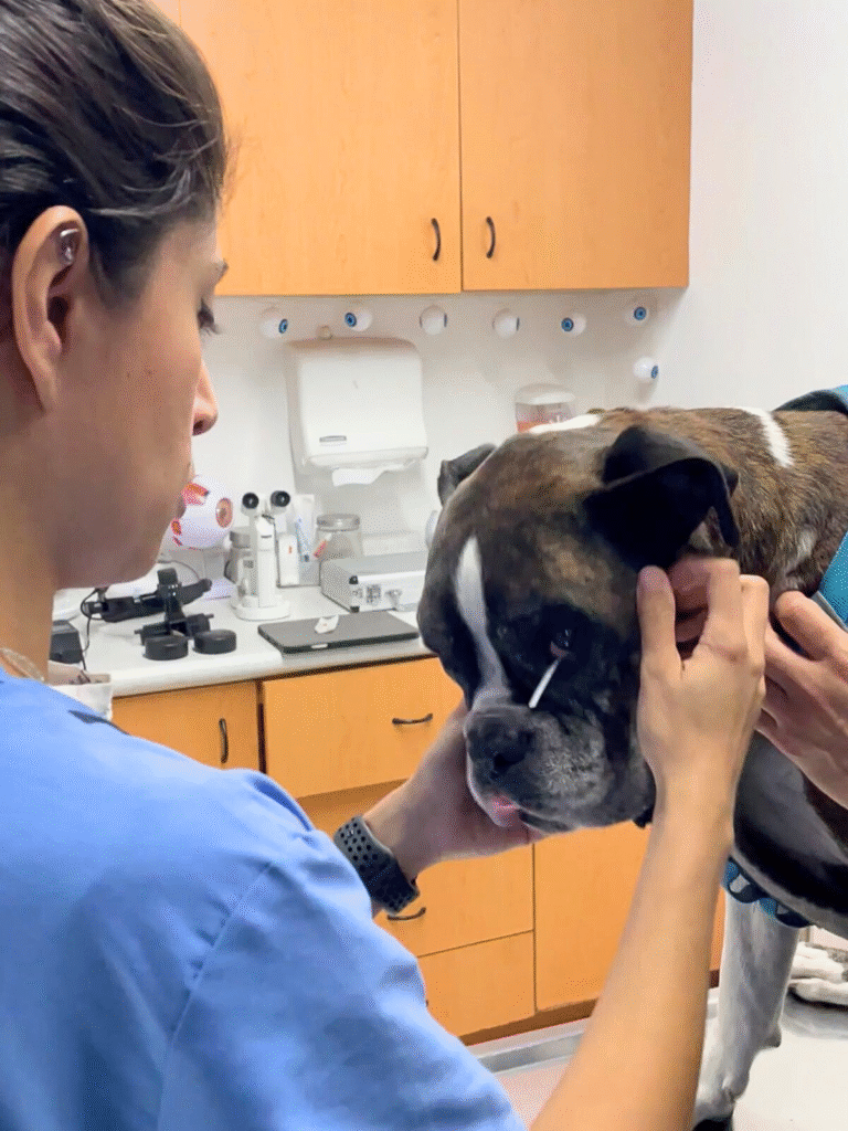 Test De Schirmer En Perros - Oftalmologia Veterinaria CDMX