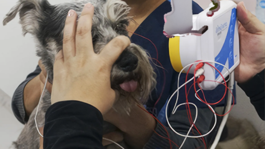 Electrorretinografía en Perros – Oftalmologia Veterinaria CDMX