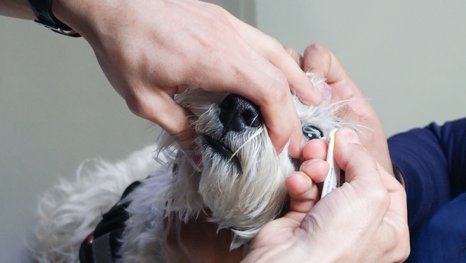 Ojo Seco en Perros – Oftalmologia Veterinaria CDMX